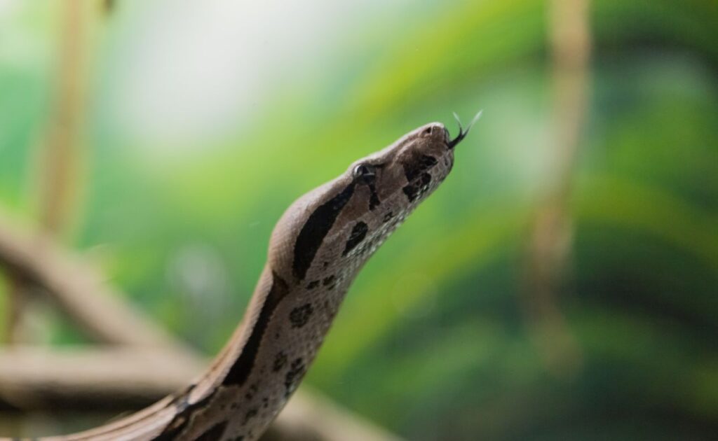 Epic Adventures Await: Exploring the Diverse Snakes Species of Manuel