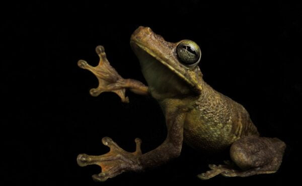 Explore the Enchanting World of Frogs in Manuel Antonio with Epic
