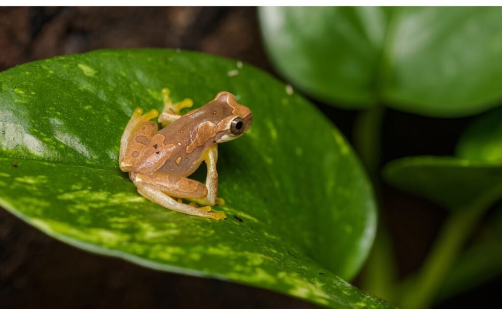Explore the Enchanting World of Frogs in Manuel Antonio with Epic