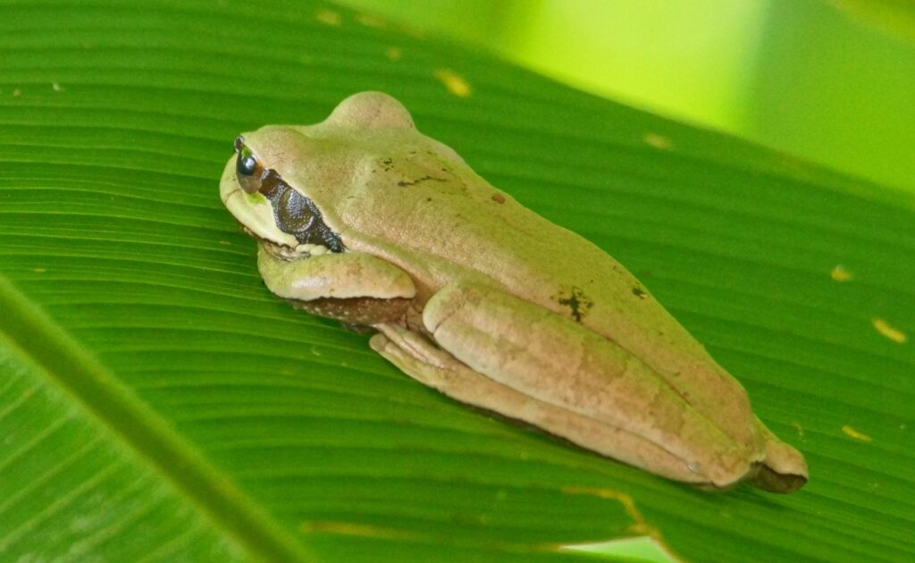 Explore the Enchanting World of Frogs in Manuel Antonio with Epic