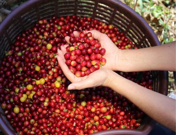 Is Costa Rica Safe to Visit for Americans? Epic Adventures Explains